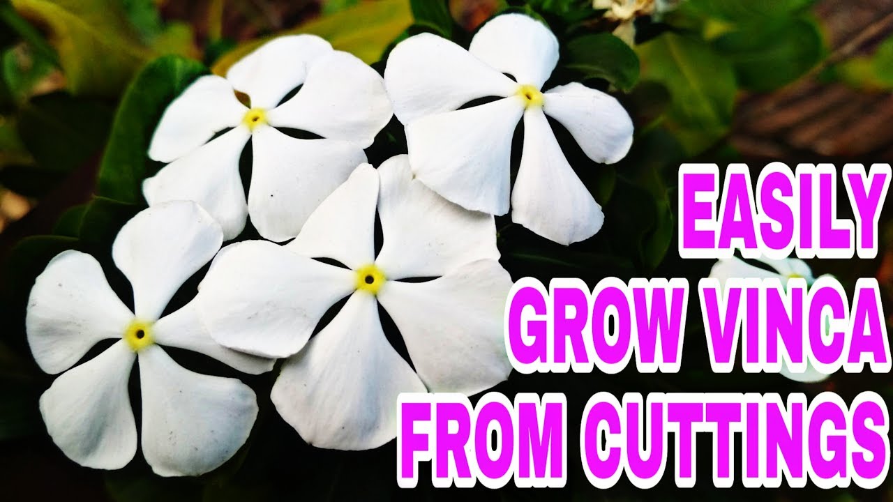 EASILY GROW VINCA/सदाबहार/Periwinkle from CUTTINGS.... - YouTube