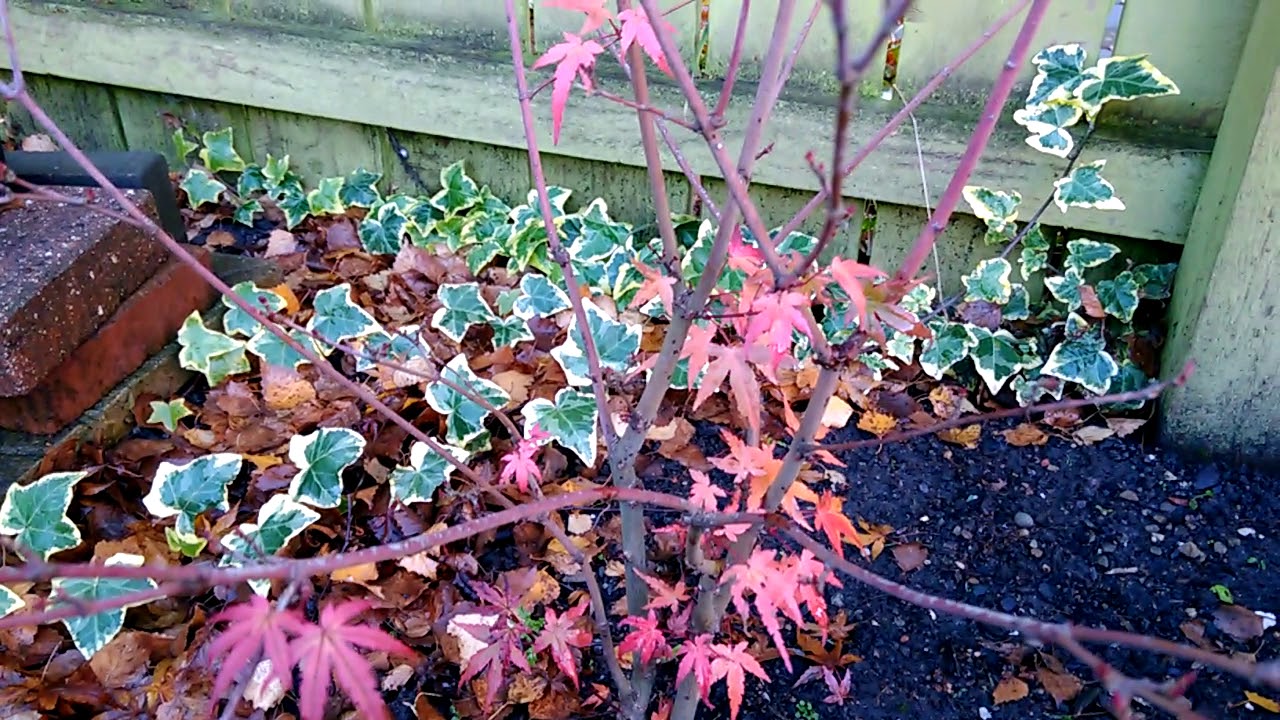 Japanese Maple Acer Palmatum Phoenix - In Autumn (part 5 of 5) - YouTube