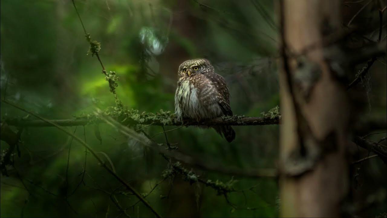 Ollie the Wise Owl A Forest Tale 2024 - YouTube