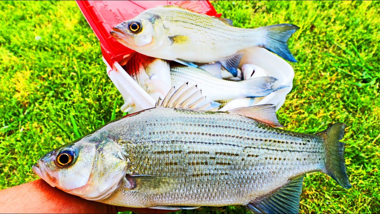 Catching BUCKETS of WHITE BASS! (CATCH AND COOK) - YouTube