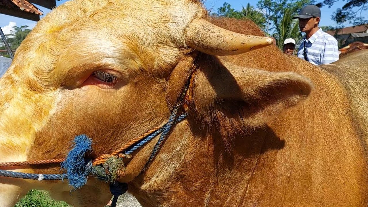 NEGO ALOT TERNYATA BAGIAN TELINGA SAPI LUKA PARAH‼️🔥 - YouTube