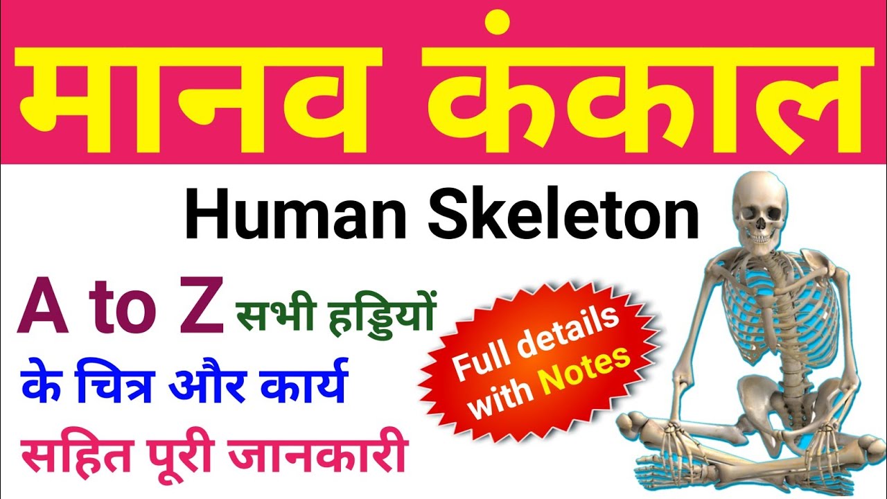 human skeleton | human skeleton system | skeletal system | manav kankal ...