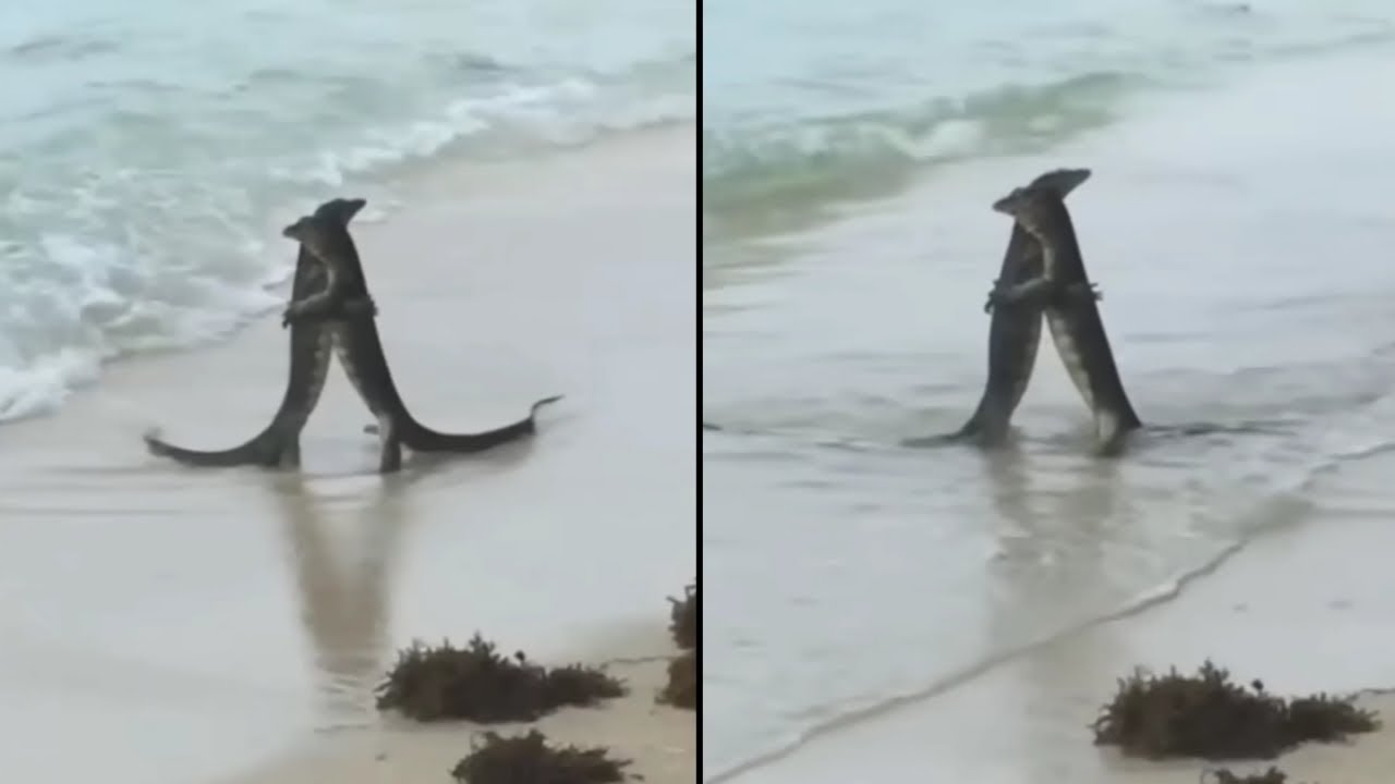 Crocodile Hugging Eachother For The One Last Time - YouTube