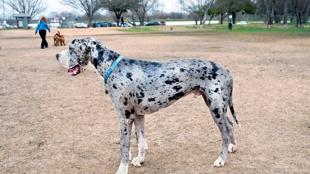 Great Dane Foster Care Providing a Safe Haven for Gentle Giants - YouTube