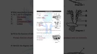 Class 12 Computer Science Pba Solution Federal Board 1st Annual 2025 ...
