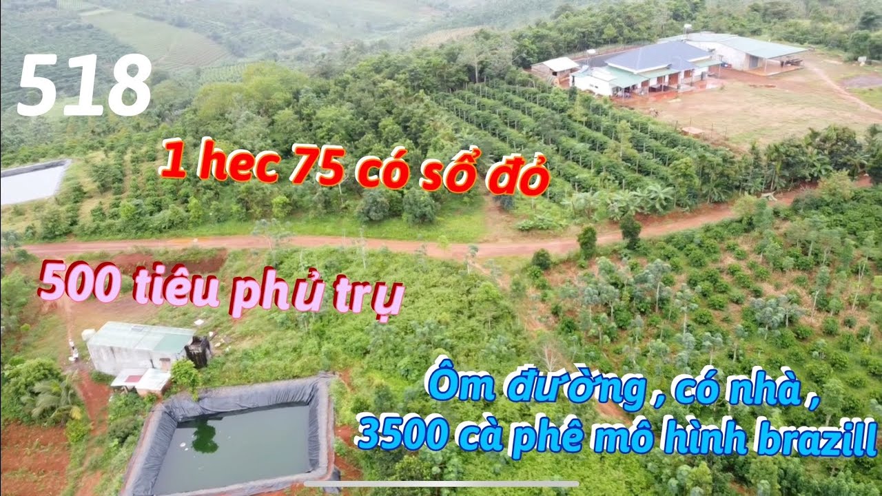 1 hec75 sổ đỏ 1hec 35 full cà phê giống mới VIP 500 trụ tiêu thu hoạch ...