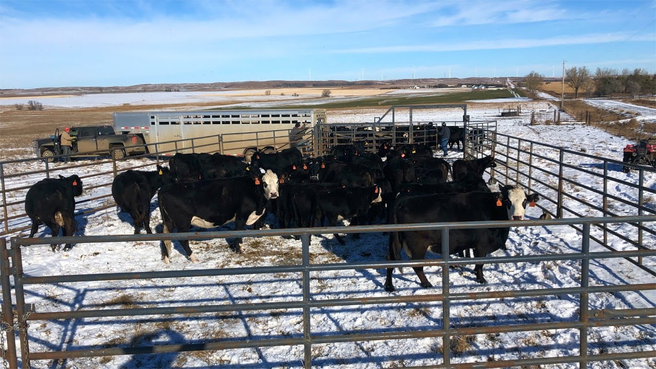 Dirt Farmers Wrangling up Cattle - YouTube