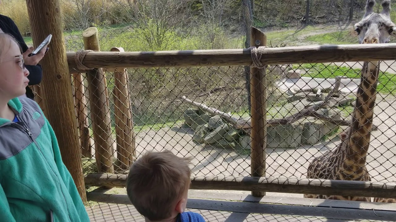 Zoo fun - YouTube