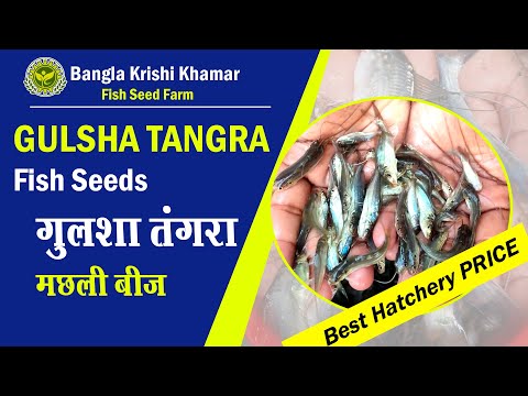 Gulsha Fish Seed - गुलशा तंगरा मछली बीज -Top quality with low price Gulsha Tangra Fish Seed Supplier