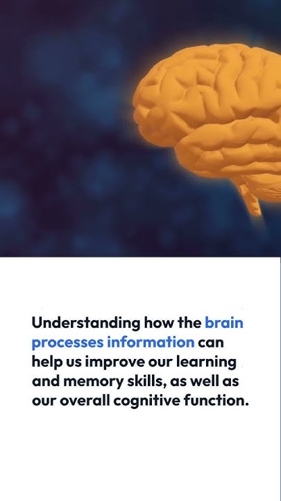 How does the human brain process information? #shorts #science #facts - YouTube