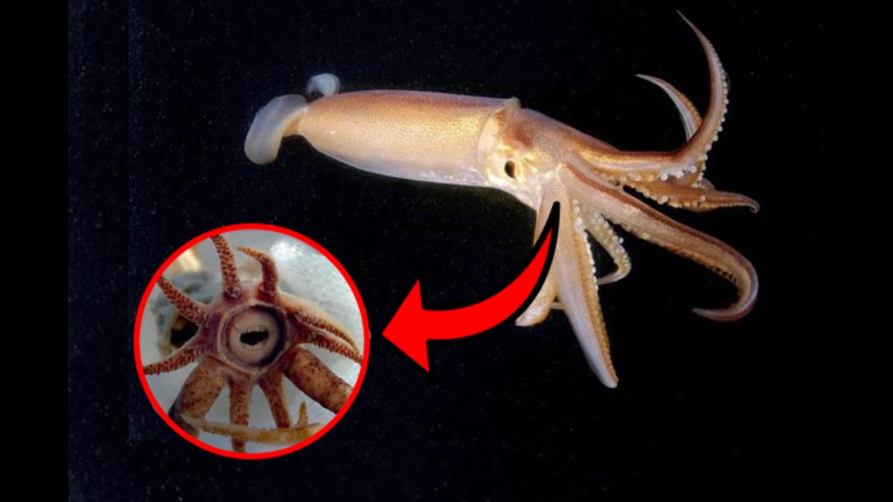 10 MOST TERRIFYING Creatures You've Never Heard Of - YouTube
