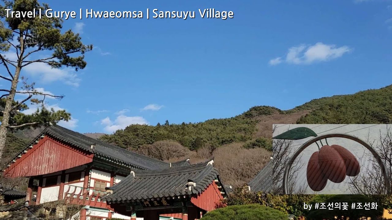 구례 여행 | 화엄사 | 홍매화 나무 | 산수유 마을 | Gurye | Hwaeomsa | Maehwa Tree ...