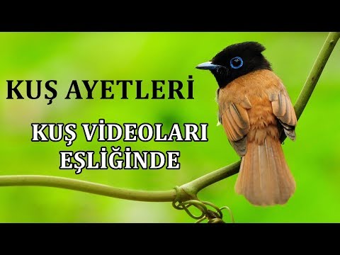Kuş Ayetleri Kuş Videoları Eşliğinde