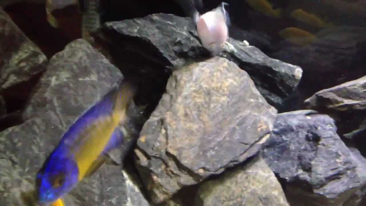 Fish Profile: Ngara Flametail Peacock Lake Malawi African Cichlid HD ...