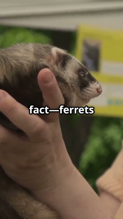 Ferrets 101 Ferret Fun Facts Meet the Mustela Putor 2025 04 12 # ...