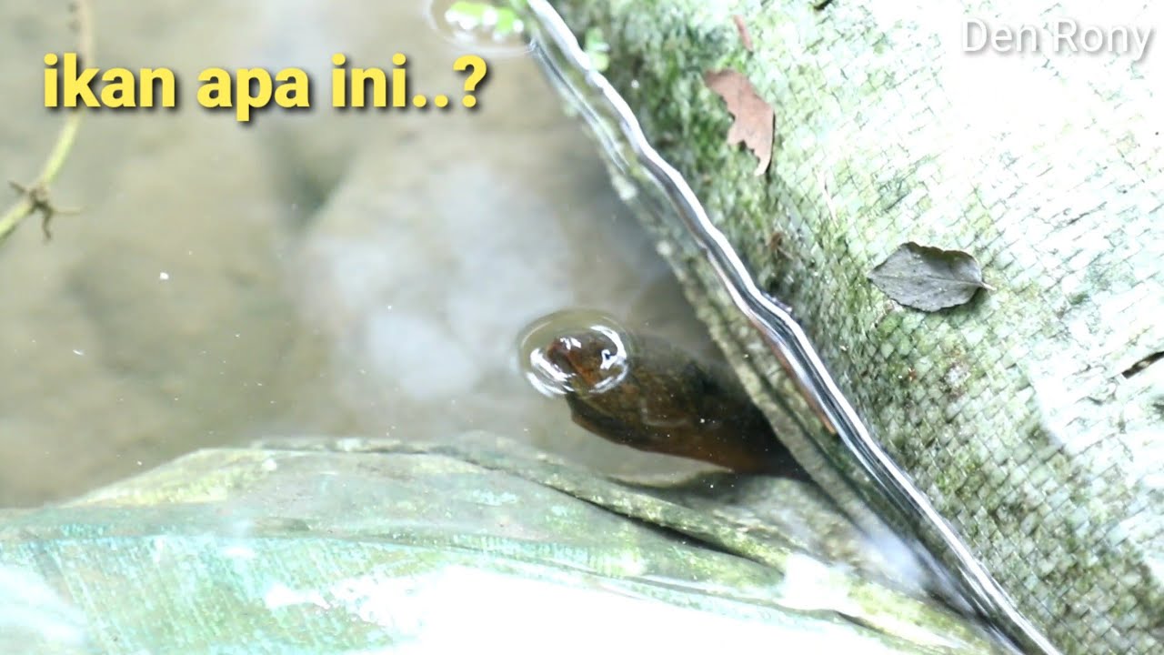 TIDAK SENGAJA MELIHAT IKAN APA INI - YouTube