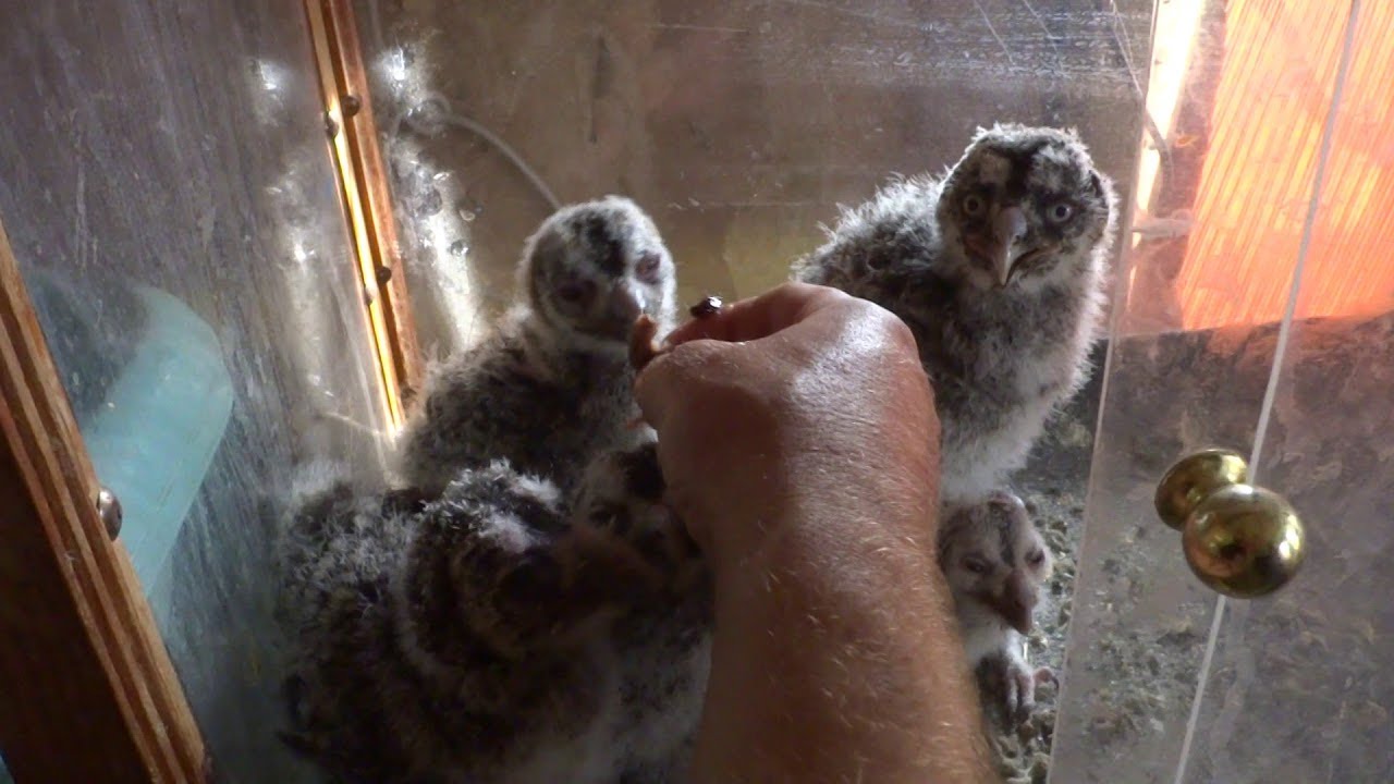 Feeding Great Grey Owl Chicks || ViralHog - YouTube