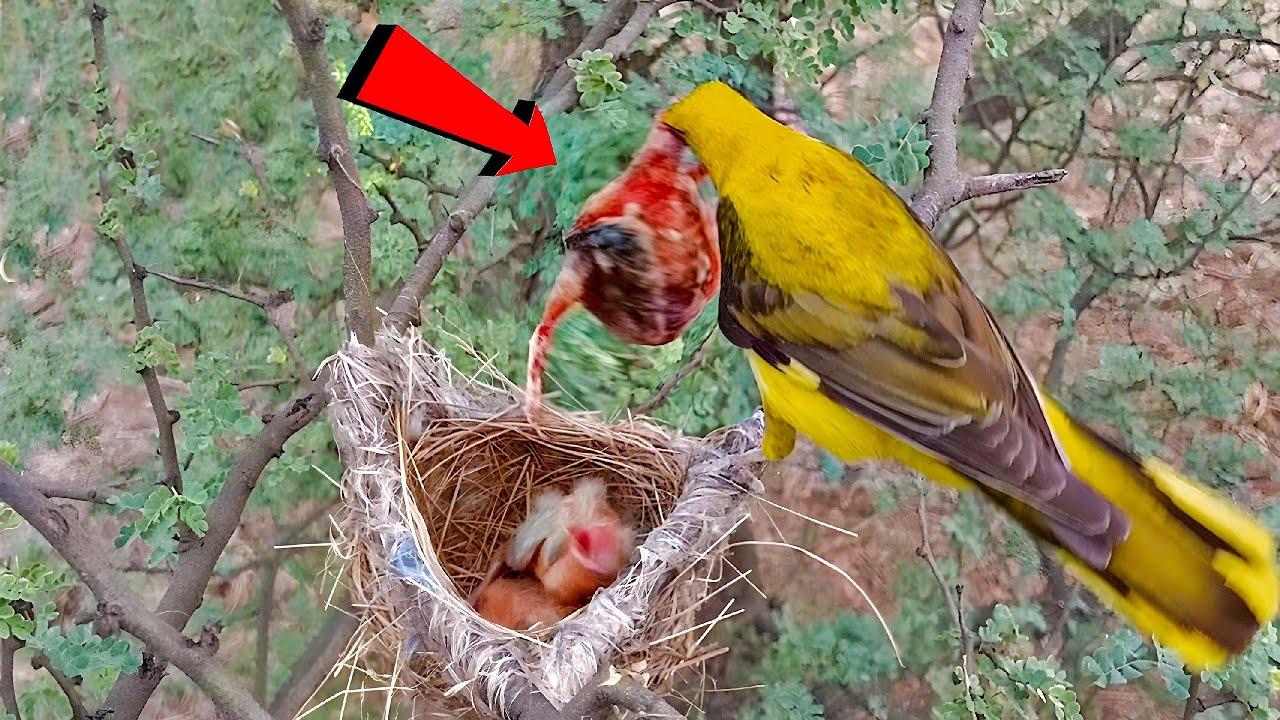 The Eurasian golden oriole bird will take a dead baby ...