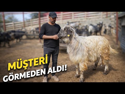 Görmeden Kurbanlık Alınır mı? İşte Cevabı!