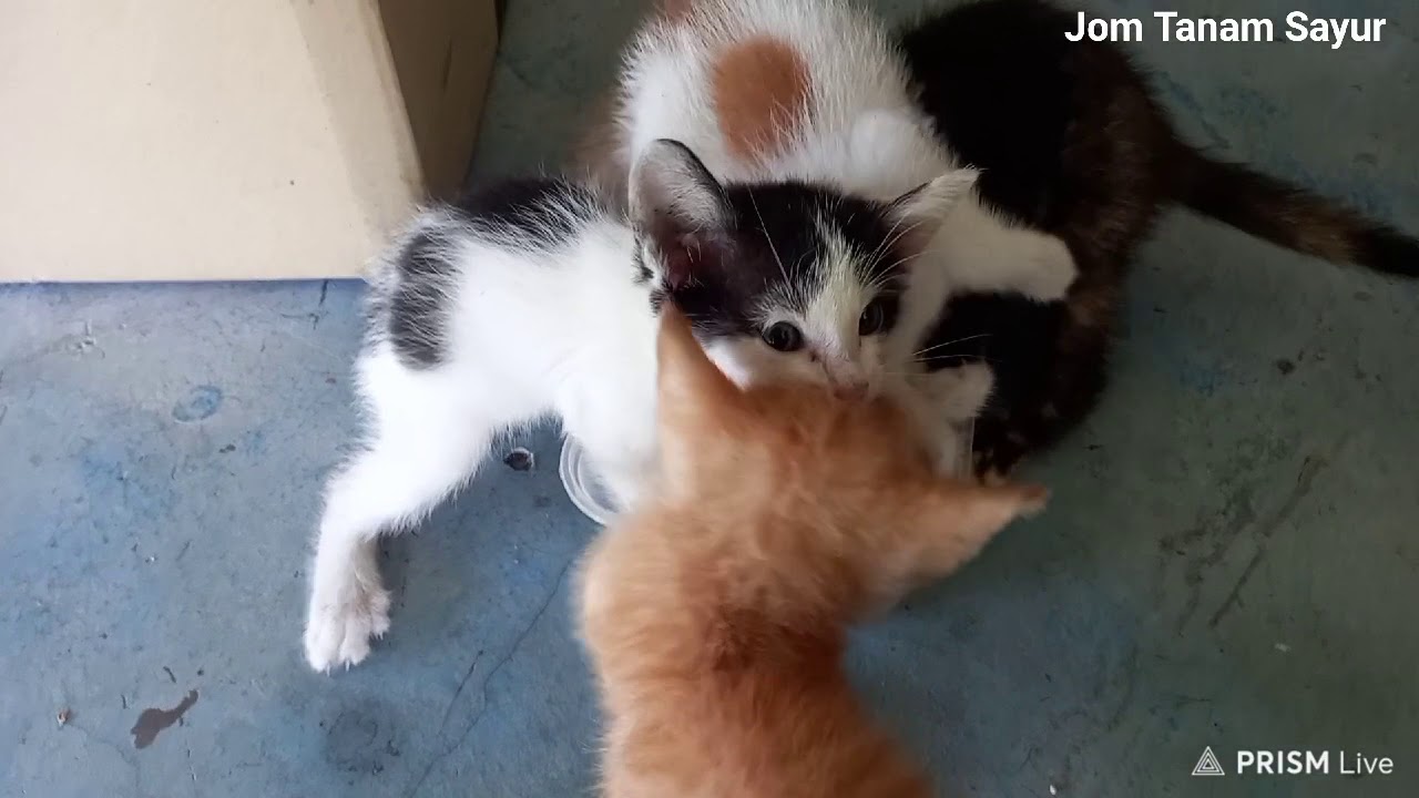 #174 Anak Kucing Terbiar Yang Comel | Cute Stray Kittens - YouTube