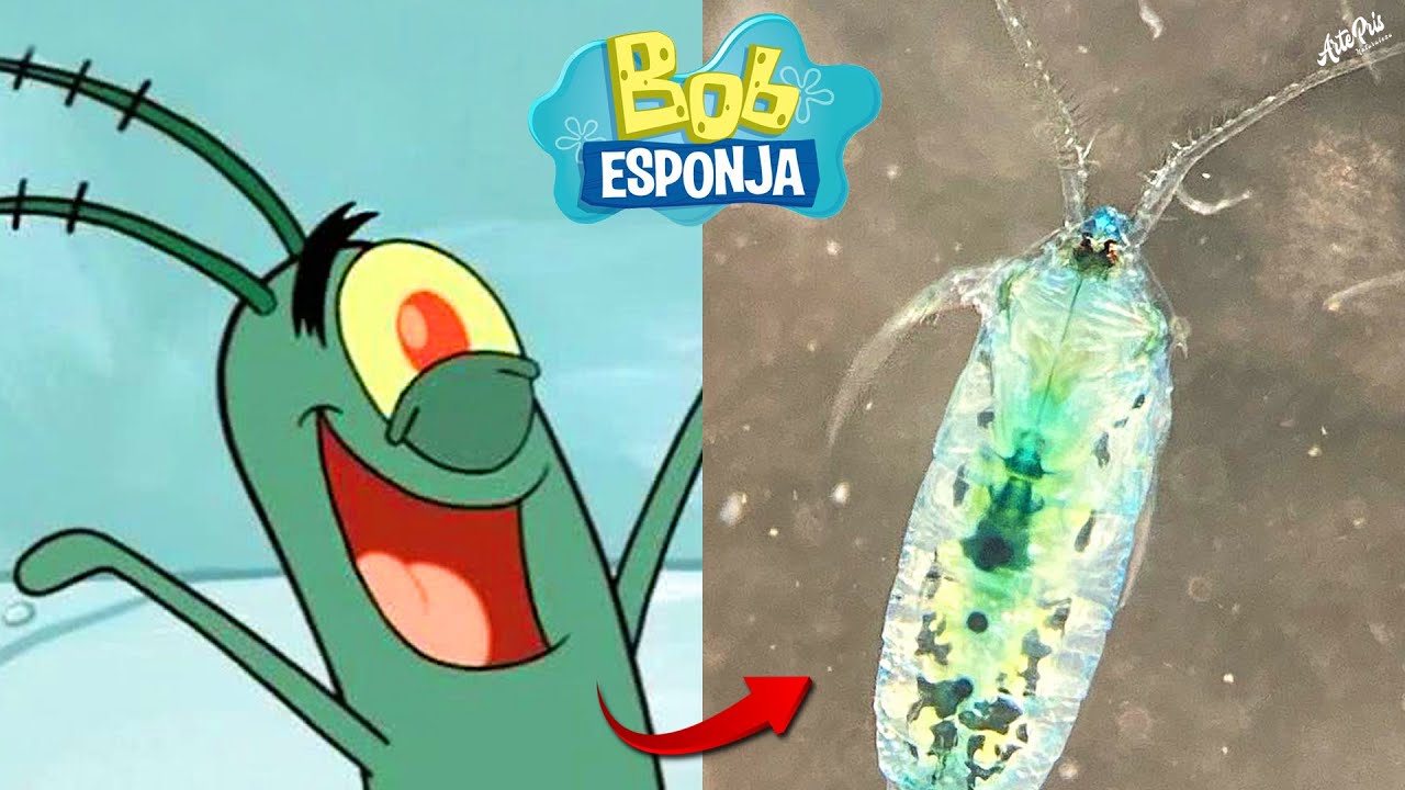 PLANKTON de BOB ESPONJA en la VIDA REAL - YouTube