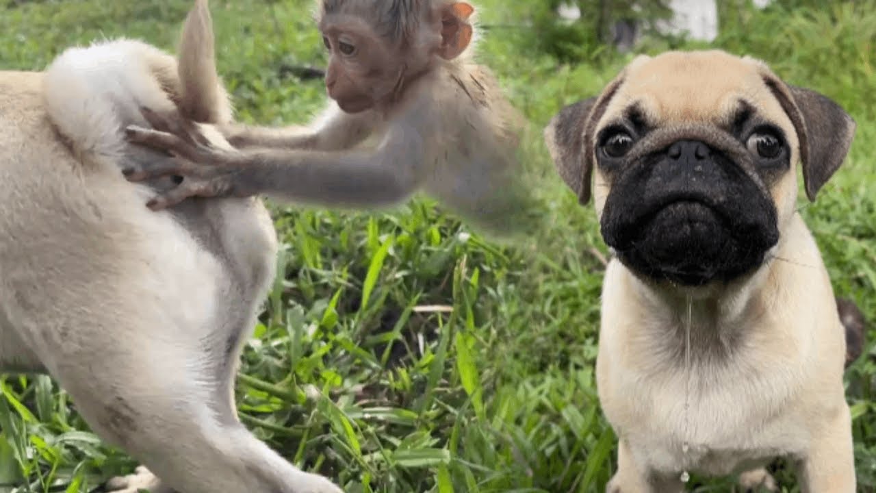 Oh no monkey touch me. Best friend play outside. - YouTube