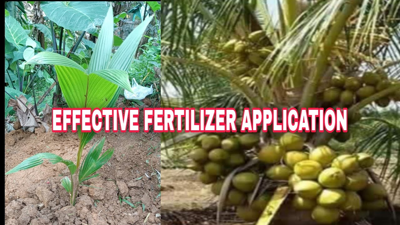 #EFFECTIVE FERTILIZER APPLICATION FOR COCONUT - YouTube