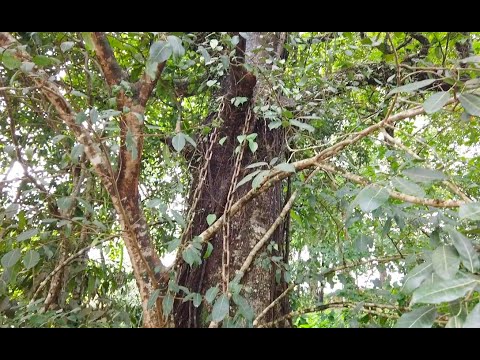 Chain Tree| Lakkidi|Wayanad| Sightseeing in Wayanad| Sightseeing in ...