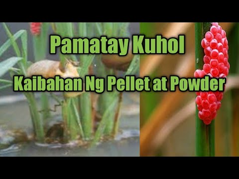 Pamatay Kuhol sa Palayan at Ang Kaibahan Ng Pellet at Powder - YouTube