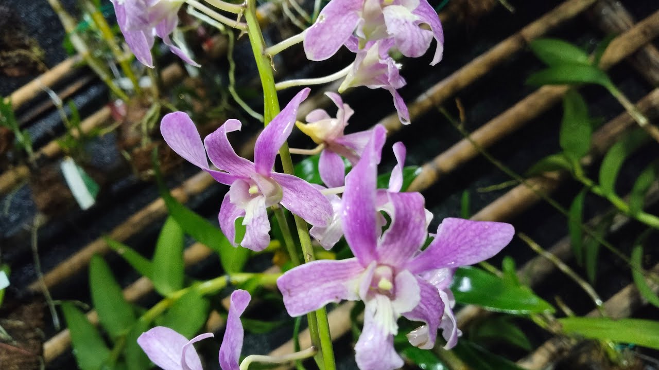 Live anggrek jadul murce😍🥰 WA 0822-3183-3286 - YouTube