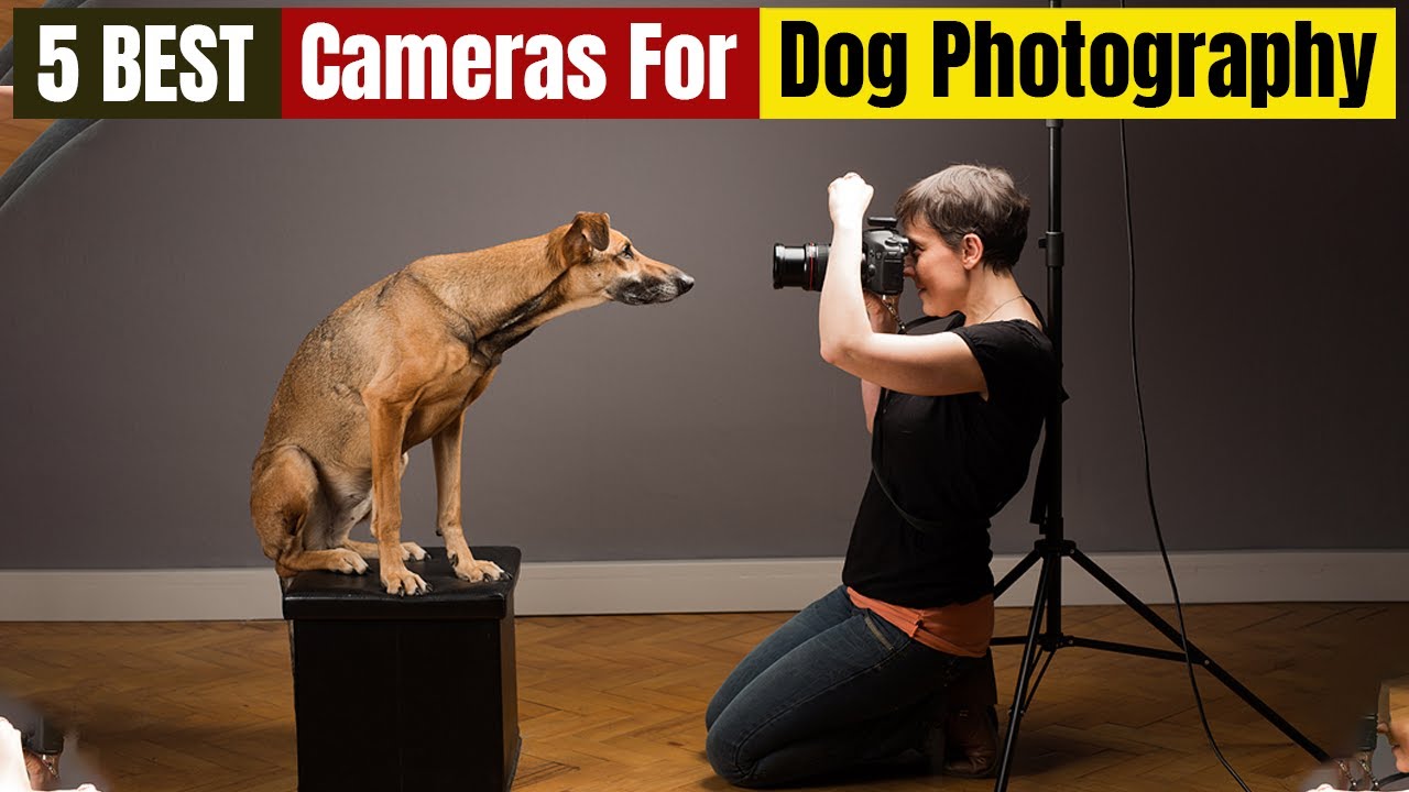 Best Cameras For Dog Photography of 2025 [Updated] - YouTube