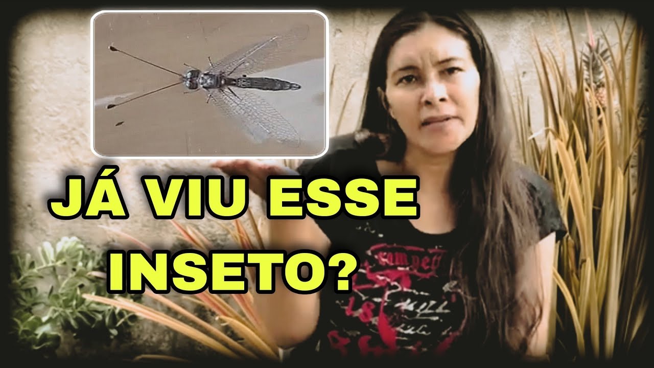 Formiga leão adulta você já viu esse inseto no quintal? - YouTube