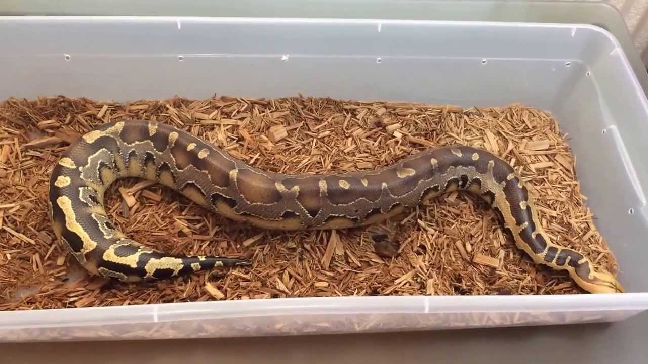 Blood Python Upgrade YouTube blood-python-upgrade-youtube