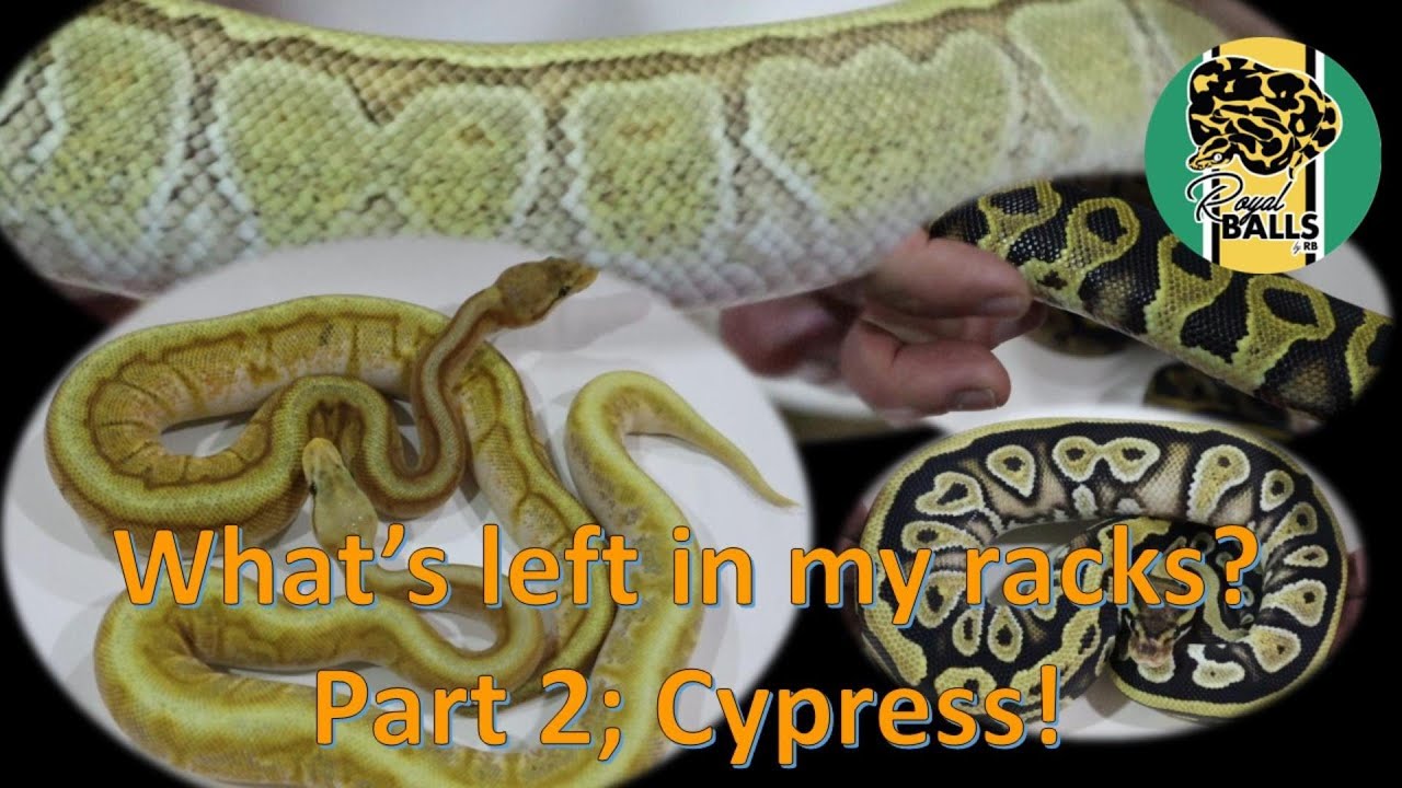 Breeding Ball Pythons; What's in my racks 2 - YouTube