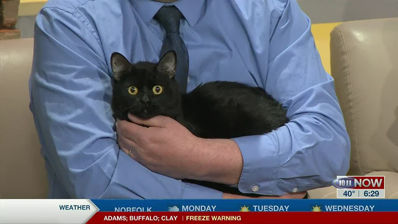 10/11 This Morning's Featured Pet - 1011Now - YouTube