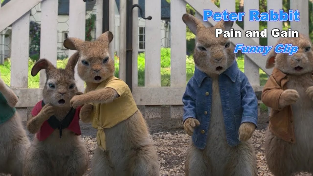Peter Rabbit | Gain And Pain | Funny scene - YouTube