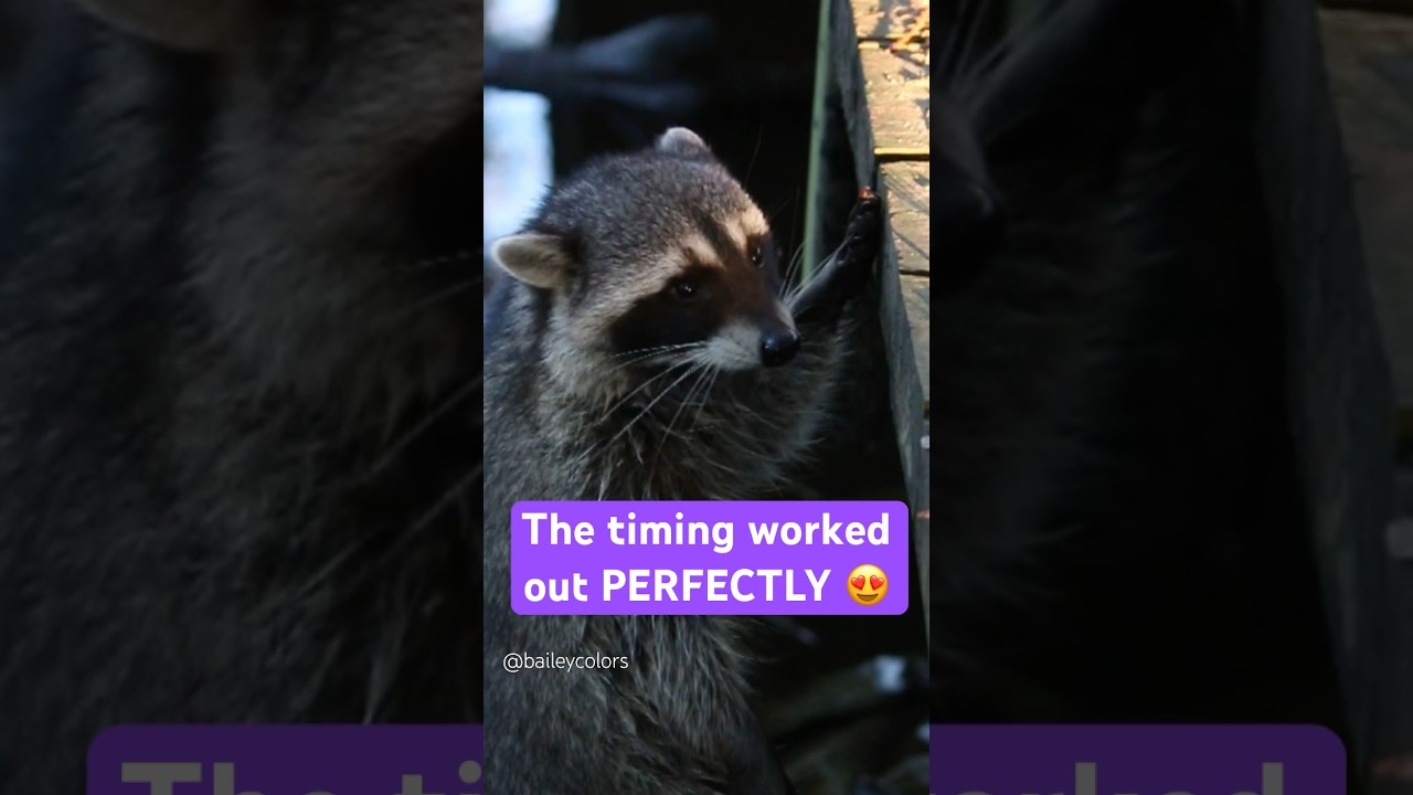 Raccoon watching (Little Mermaid version🧜🏻‍♀️) | #raccoon # ...