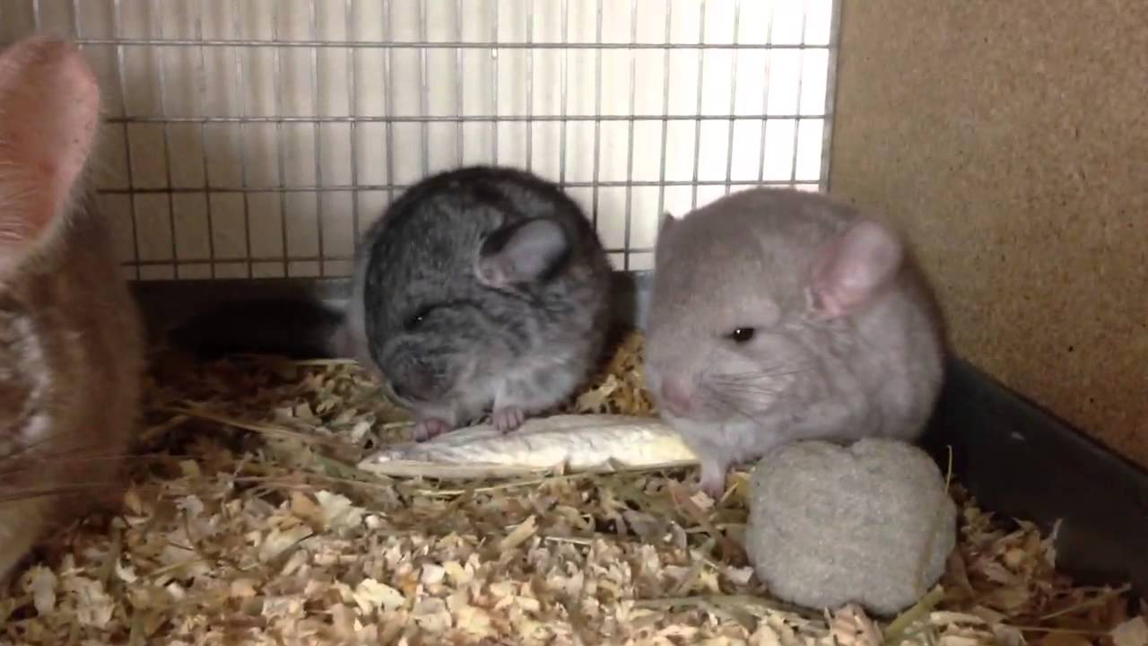 Beige chinchilla with her 2-week old kits - YouTube