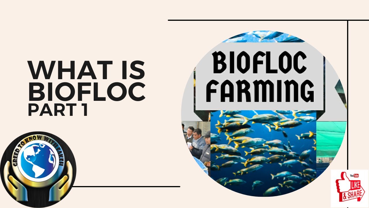 How To Prepare Biofloc | What Is Biofloc #bioflocsystem #biofloctanks # ...