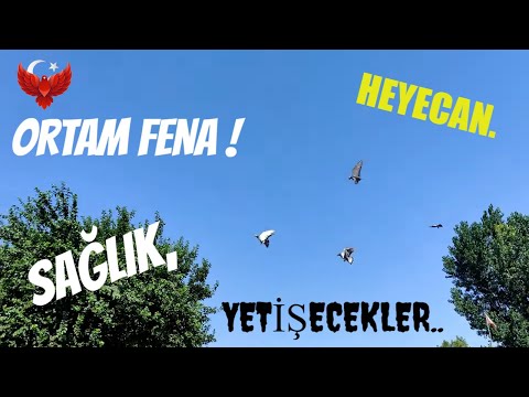 SÜRÜSÜNE BEREKET BAHÇEDE NELER OLUYOR ? #pigeon #güvercin #oyunkuşu #hayvanlaralemi #tauben