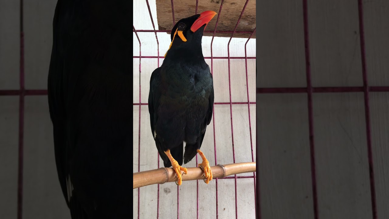 Talking Bird Filipino Language - YouTube