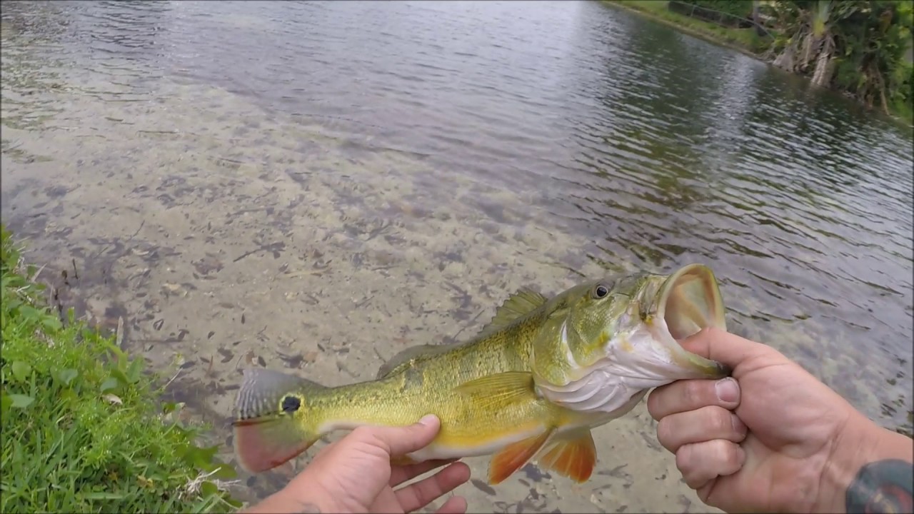 Fishing My Backyard - YouTube