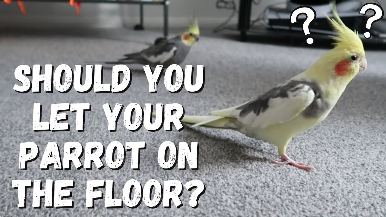 Should You Let Your Parrot On The Floor? - YouTube
