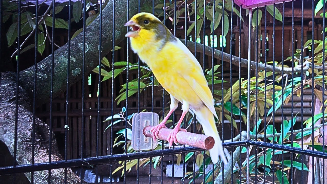 Most Beautiful Canary Birdsongs - YouTube