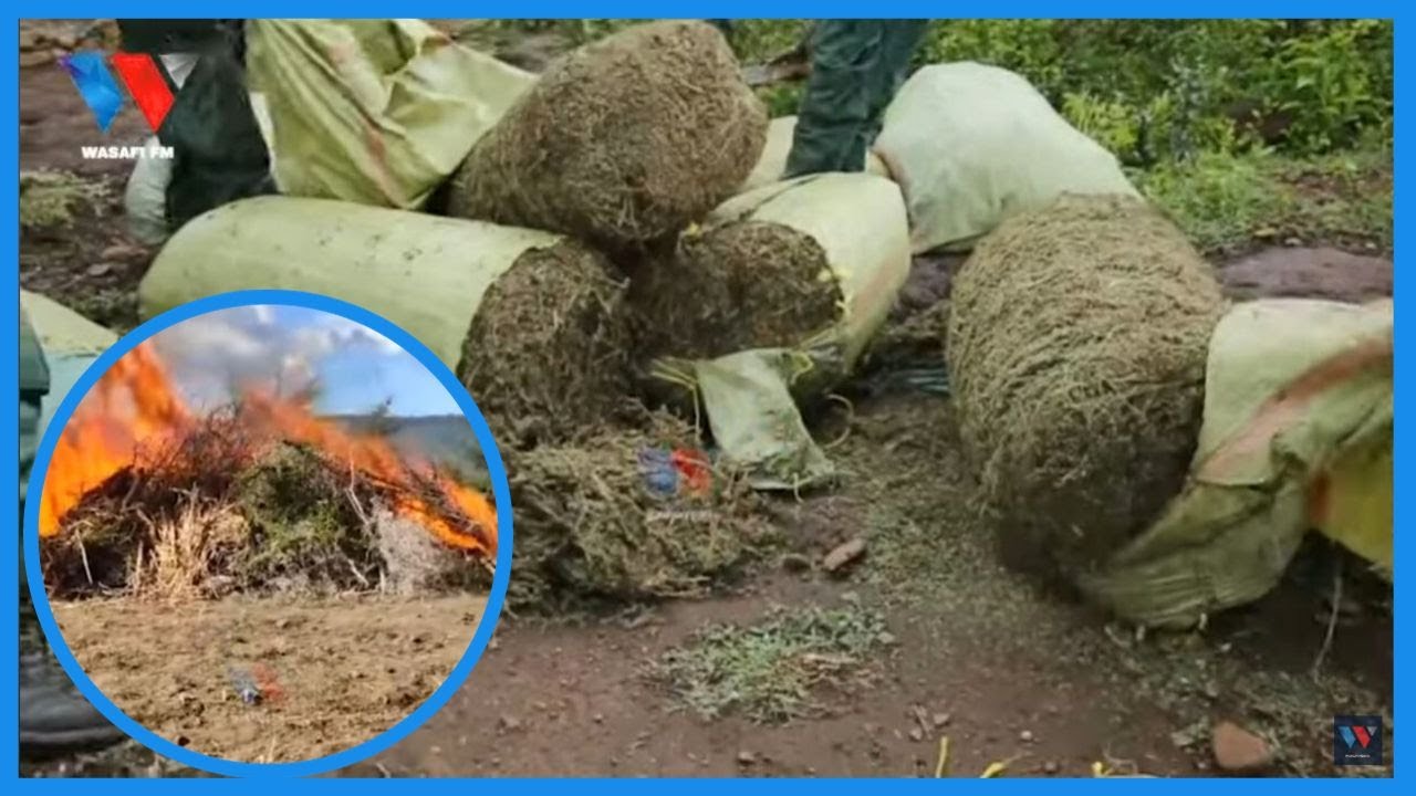 HEKARI 807 ZA BANGI ZATEKETEZWA MARA, MAGUNIA 507 ya BANGI YAKAMATWA ...