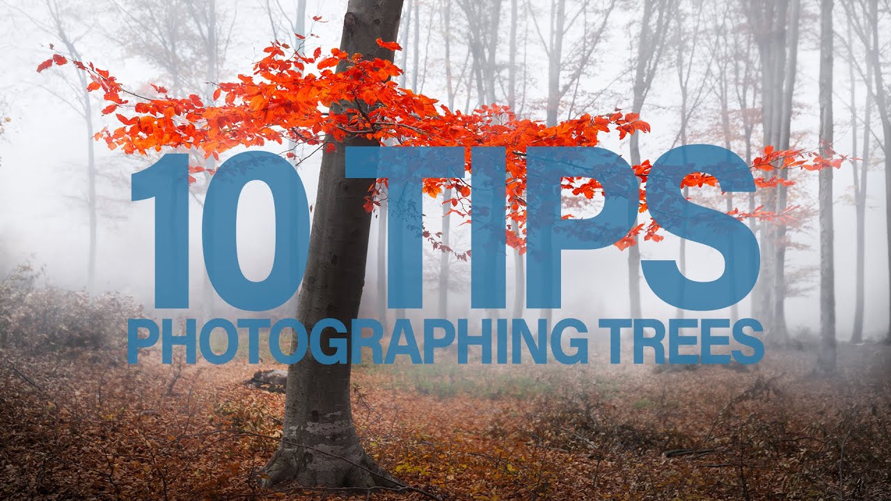 10 Tips on How to Photograph Trees [Landscape Photography Tips] - YouTube