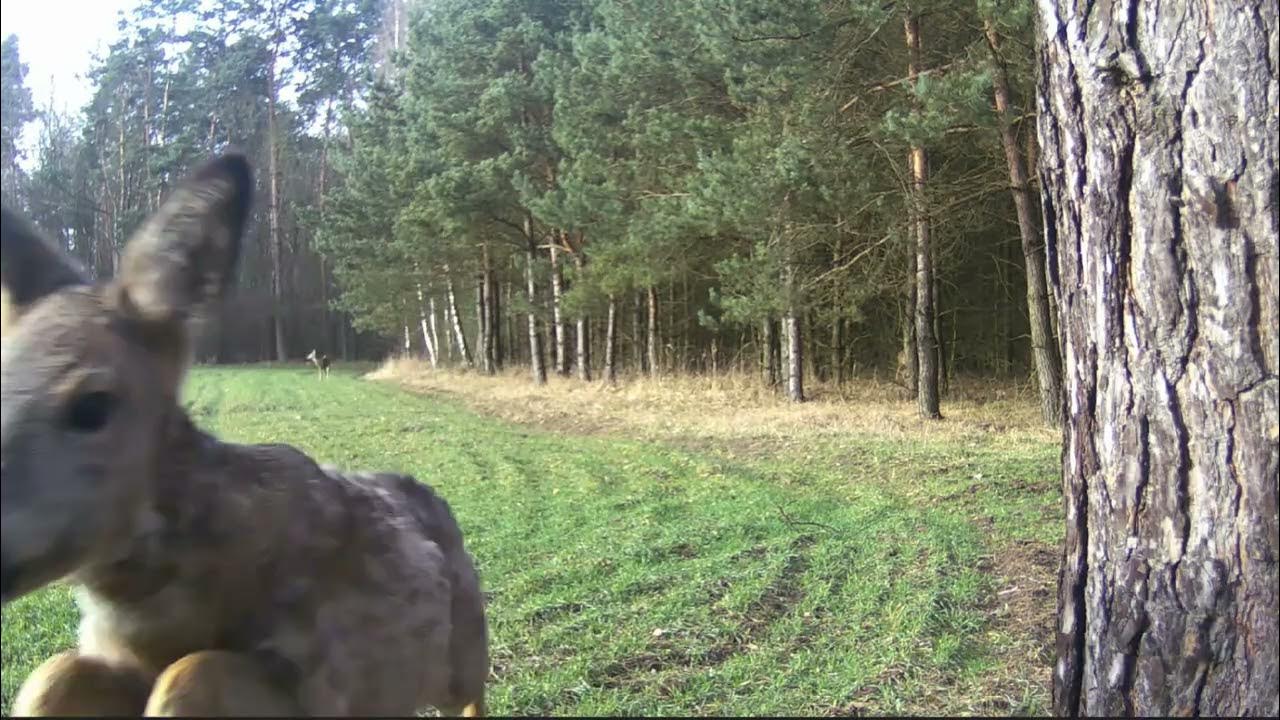 sielski widoczek - YouTube