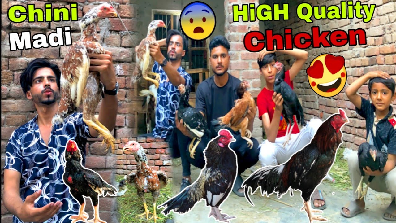 Top High Quality Aseel Chicken Mianwali 😍 Aseel Chicken Farm At Home ...