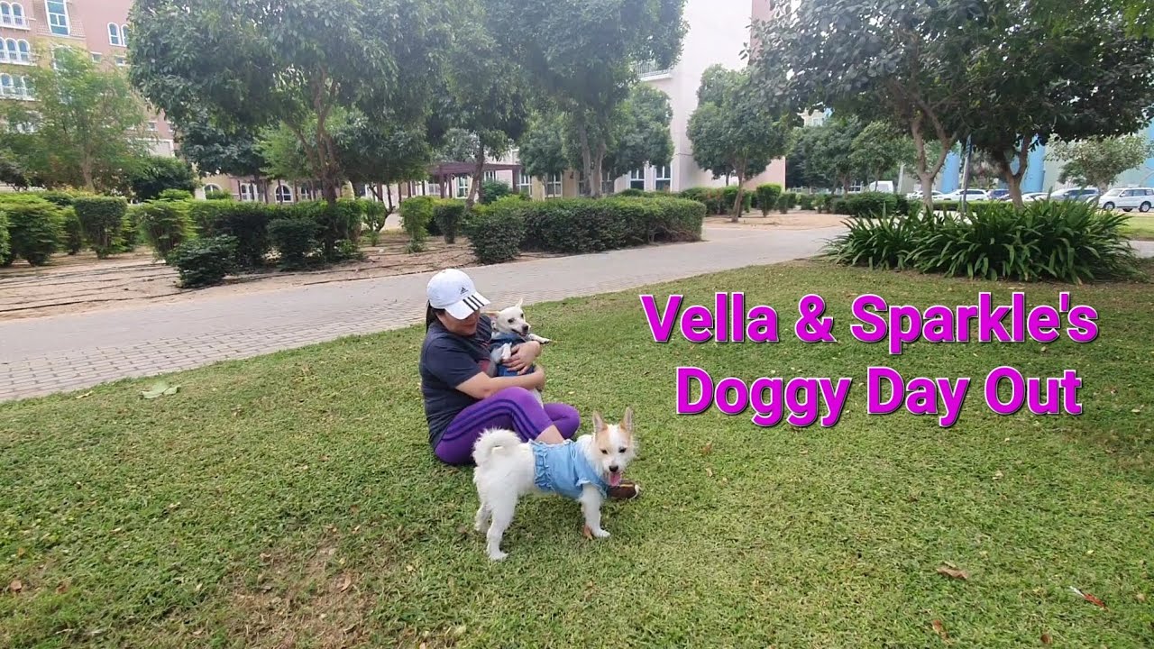 Vella & Sparkle Ep 2 : Isn't it fun watching our furbabies having fun ...
