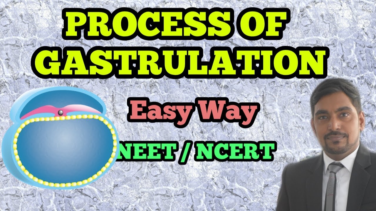 #NEET#HumanReproduction Step By Step Process Of Gastrulation (Easy Way ...
